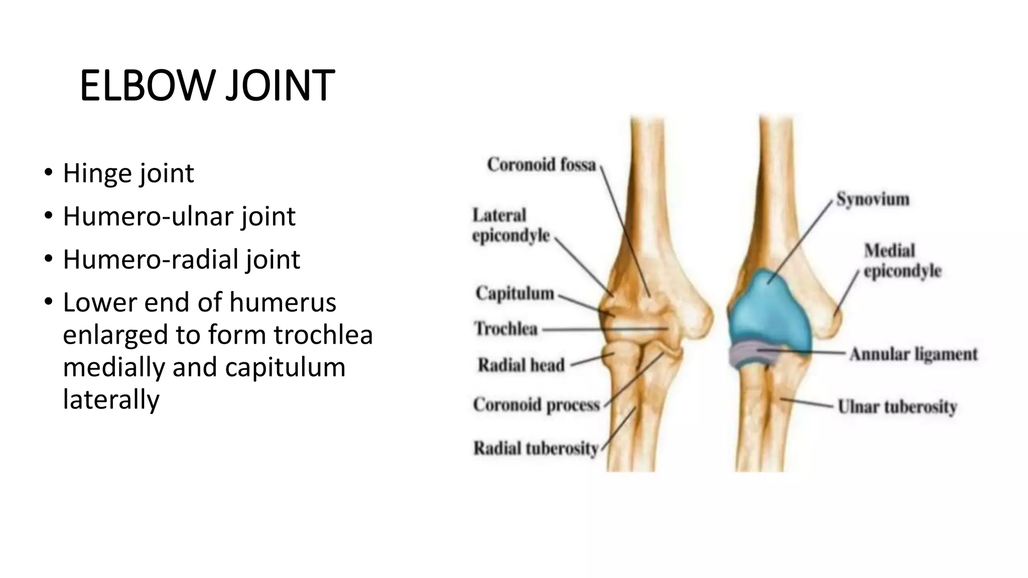 FRACTURE OF HUMERUS SHAFT AND INTERCONDYLAR FRACTURE.pdf