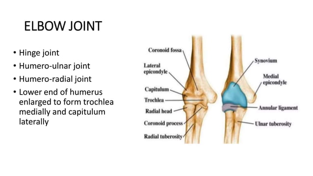 FRACTURE OF HUMERUS SHAFT AND INTERCONDYLAR FRACTURE.pdf