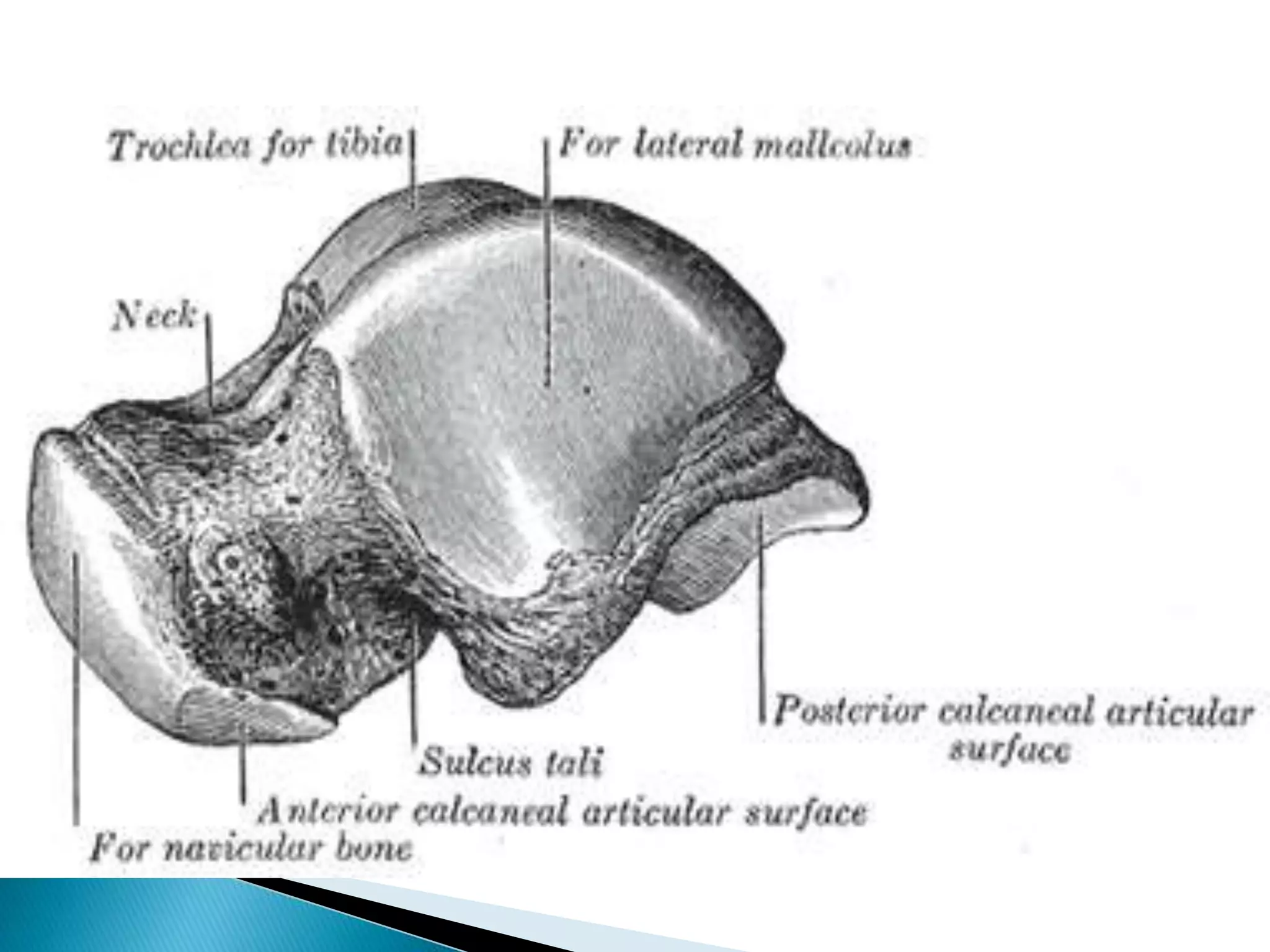 Fracture of talus ppt | PPTX