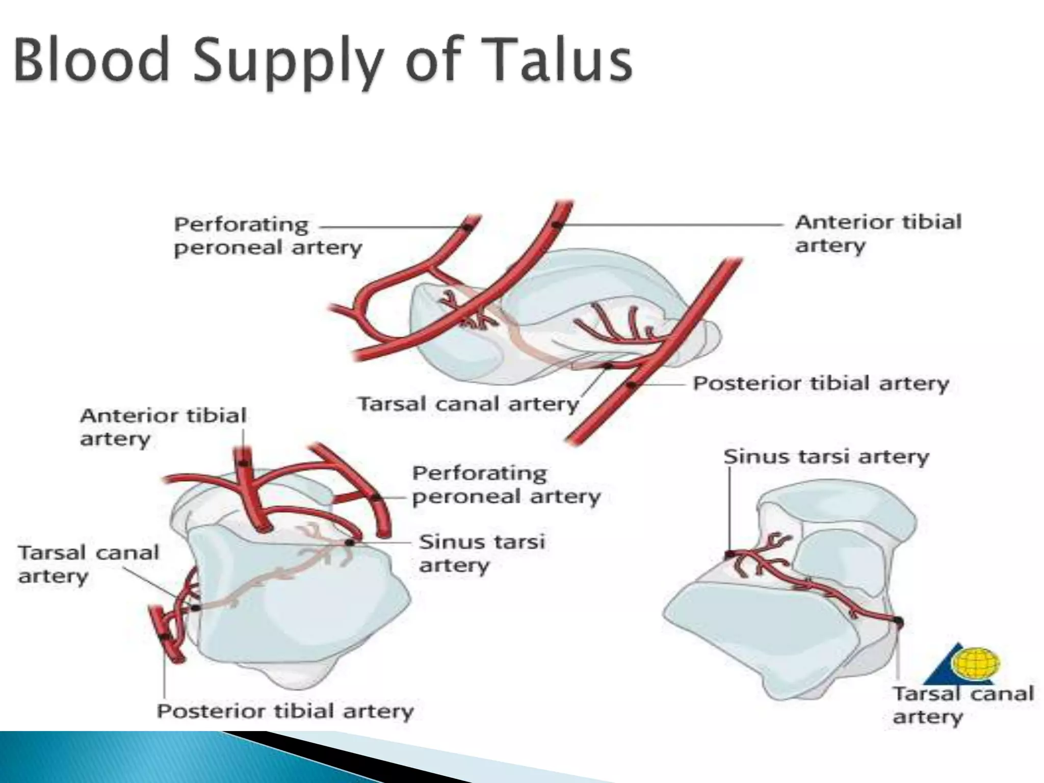 Fracture of talus ppt | PPTX