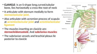 Fracture of the clavical clinical 2.pptx