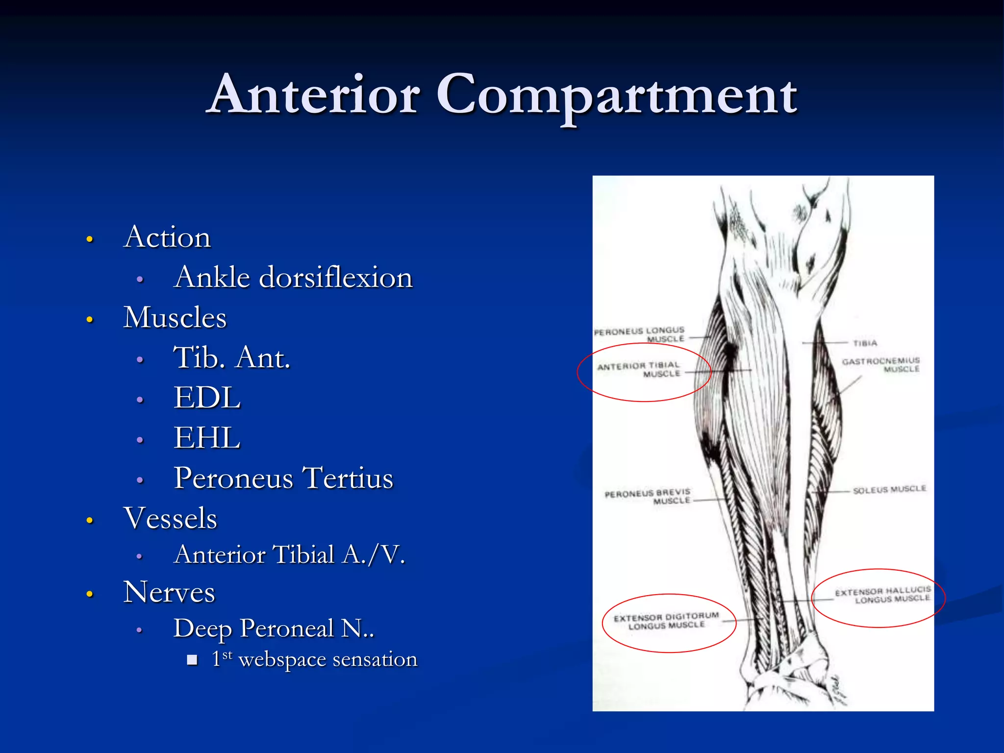 Fracture of Tibia,ankle and foot.ppt