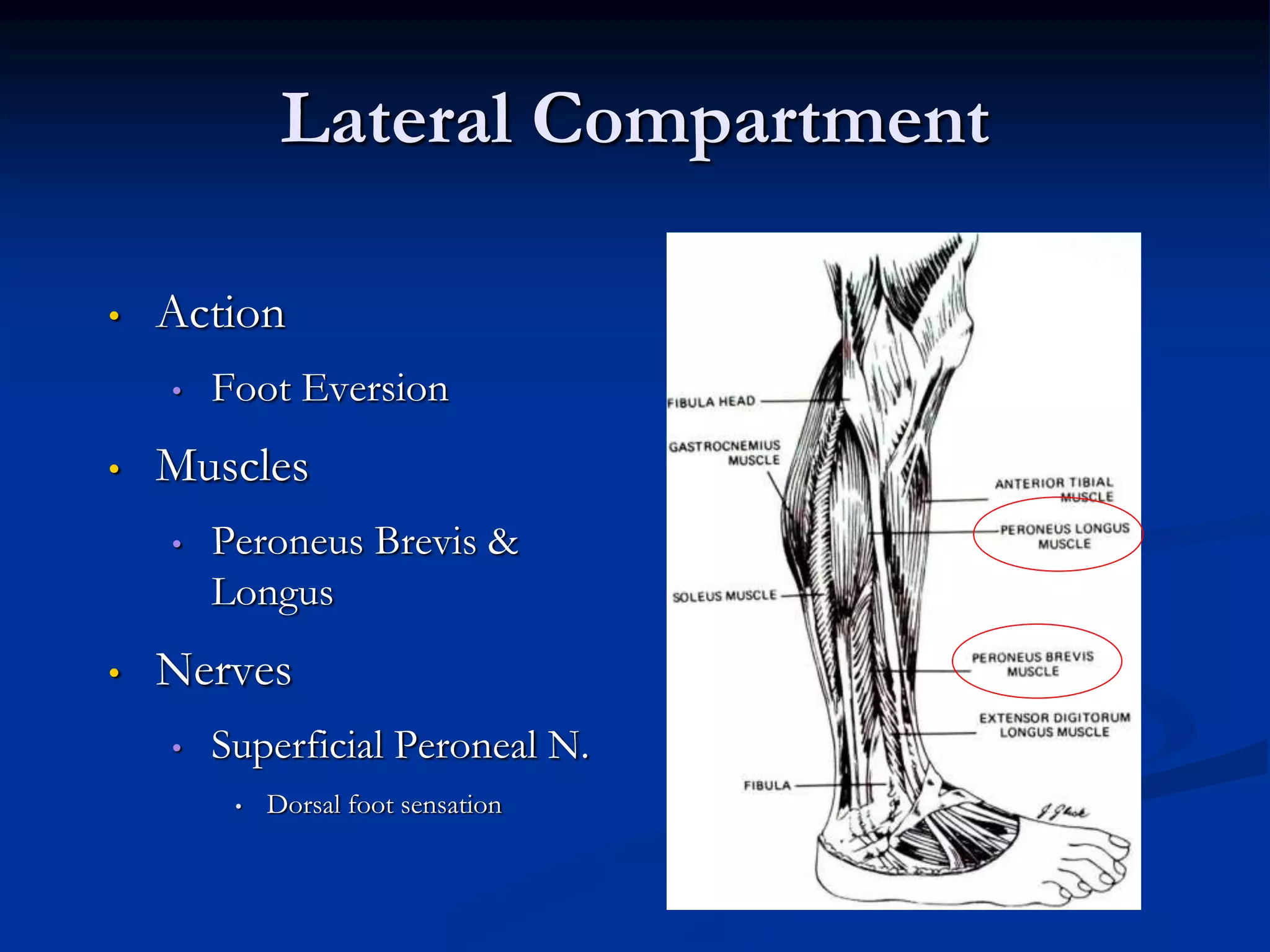 Fracture of Tibia,ankle and foot.ppt