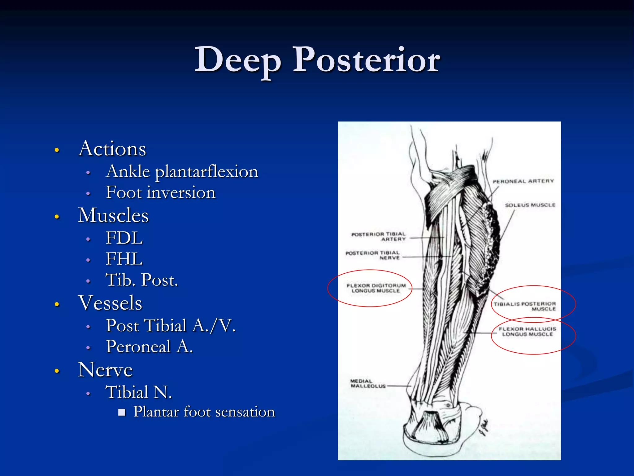 Fracture of Tibia,ankle and foot.ppt