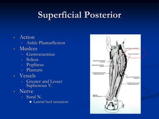 Fracture of Tibia,ankle and foot.ppt