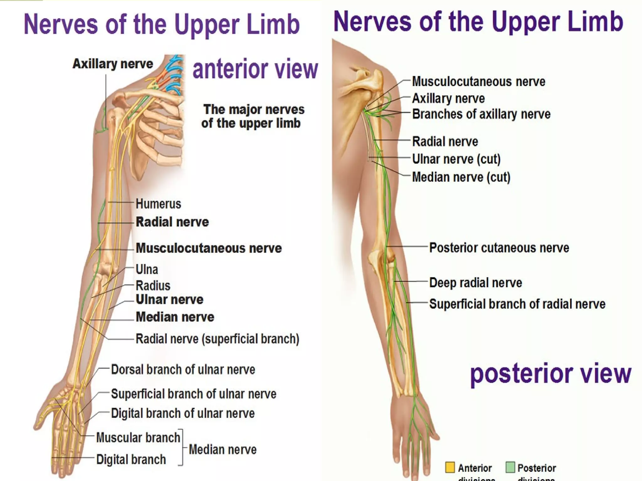 Fractures and Dislocations- Upper-limb | PPT
