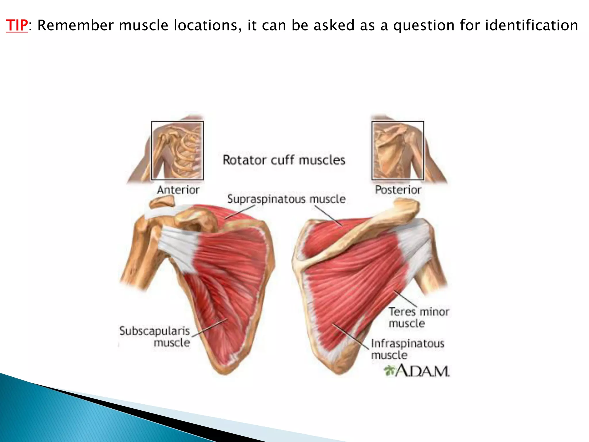 Fractures and dislocations- Upper Limb | PDF
