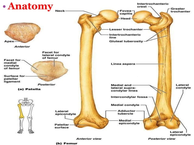 Fracture shaft of femur by dr ashutosh | PPT