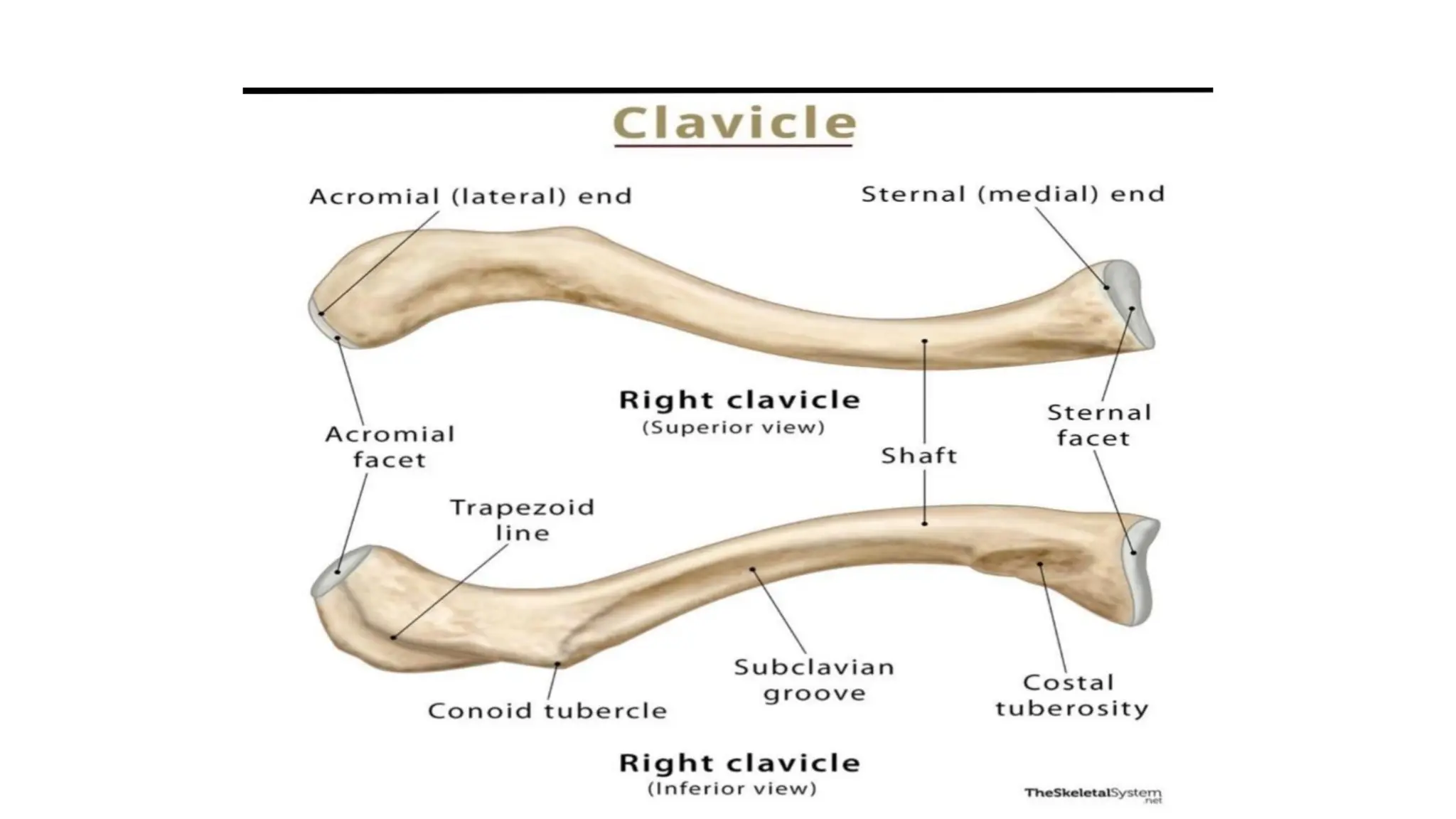 The Fractures of clavicle & scapula.pptx