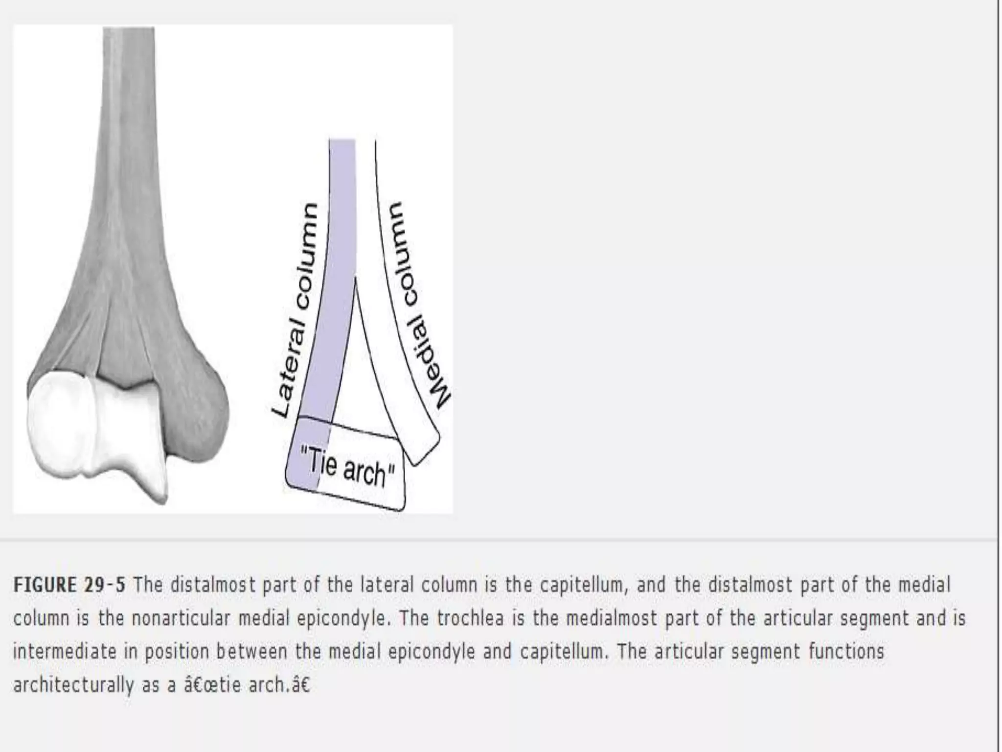 Fractures of the distal humerus ppt | PPTX