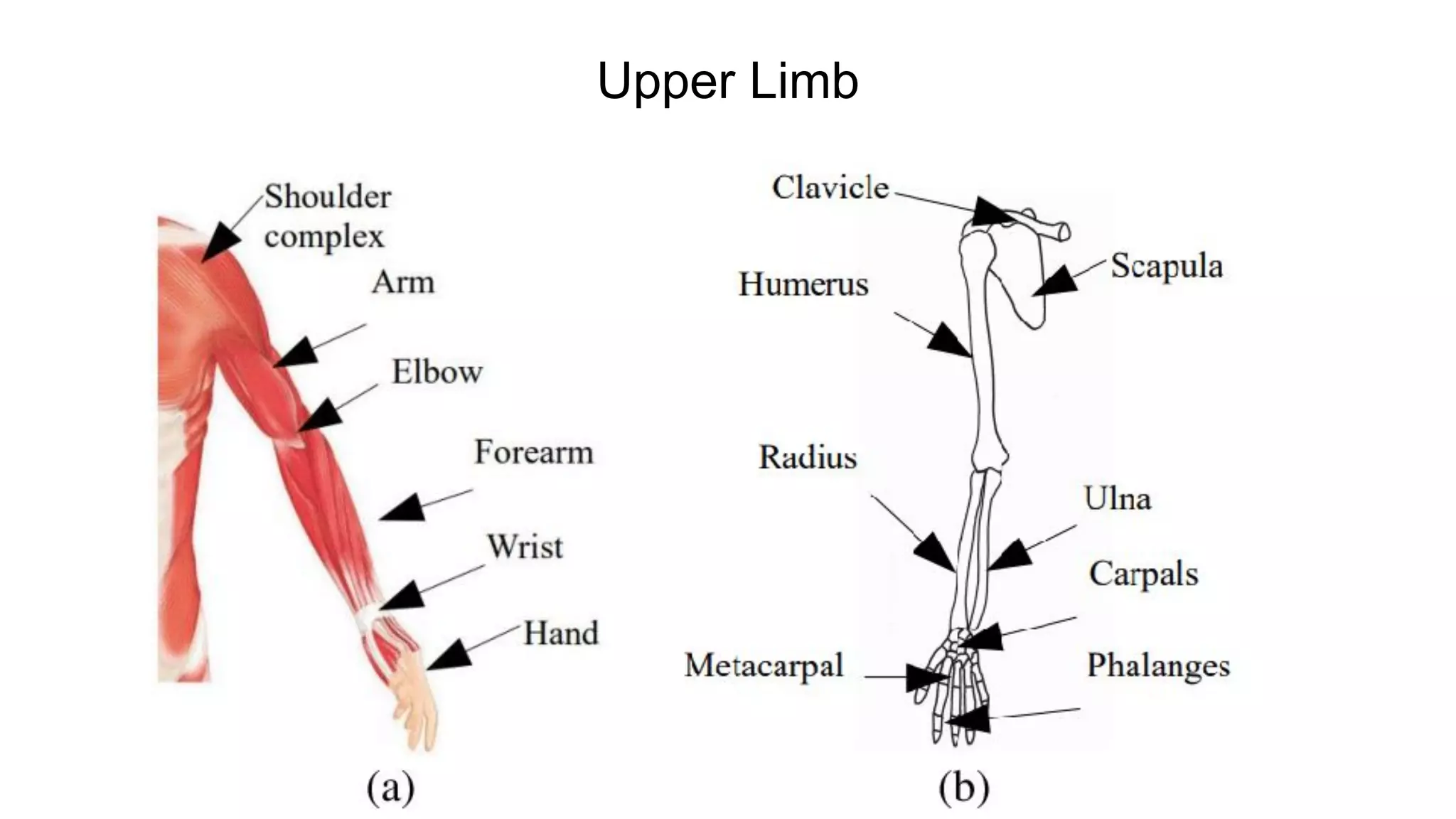 Fractures of the Upper Limb | PDF