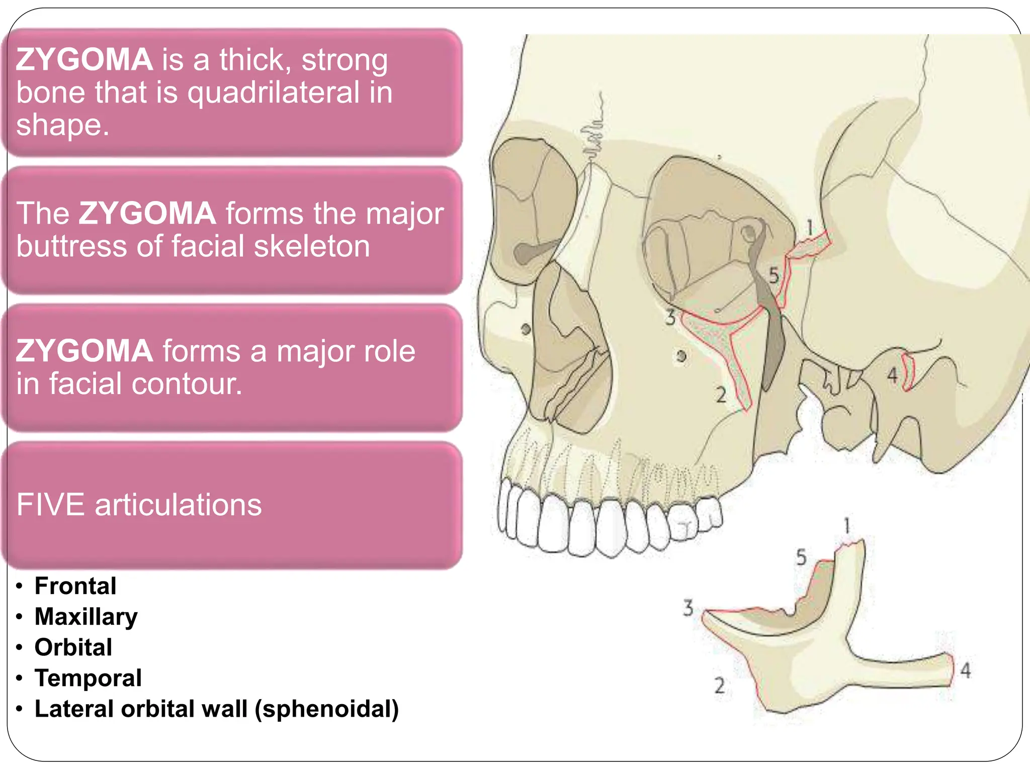 FRACTURES OF THE ZYGOMATIC COMPLEX AND ORBIT.pptx.pptx