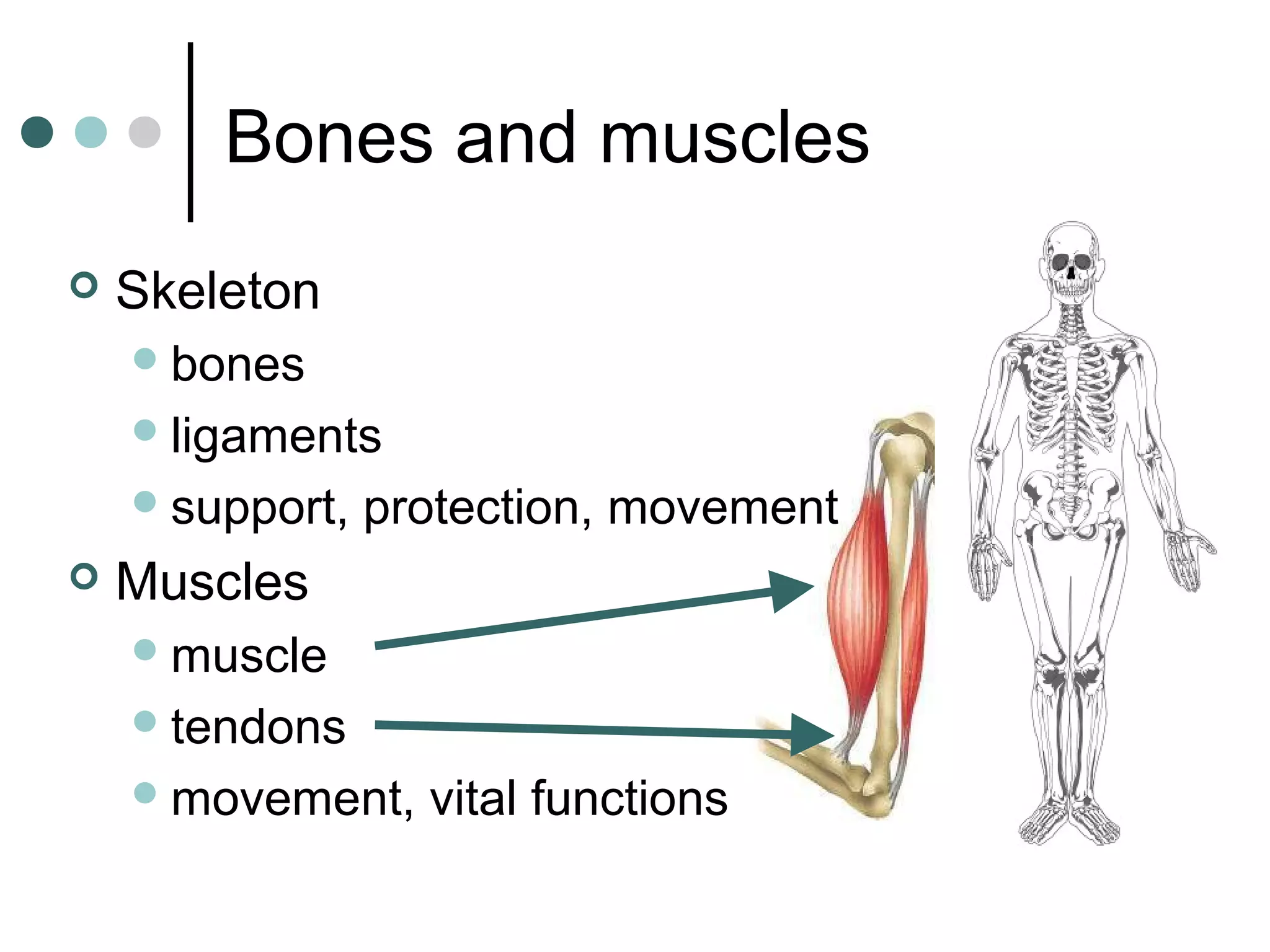 Fractures sprains and dislocations | PPS