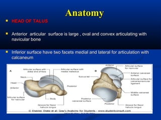 Fracture Talus | PPT