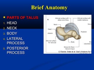 Parts Of Talus Bone