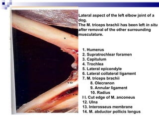 Fracture types & managemental approach | PPT