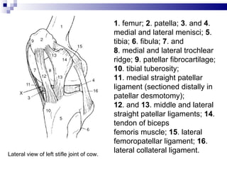 Fracture types & managemental approach | PPT