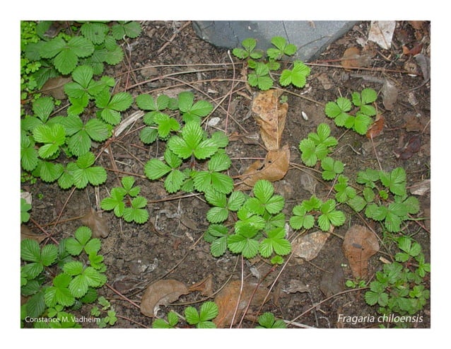 Fragaria chiloensis web show | PPT