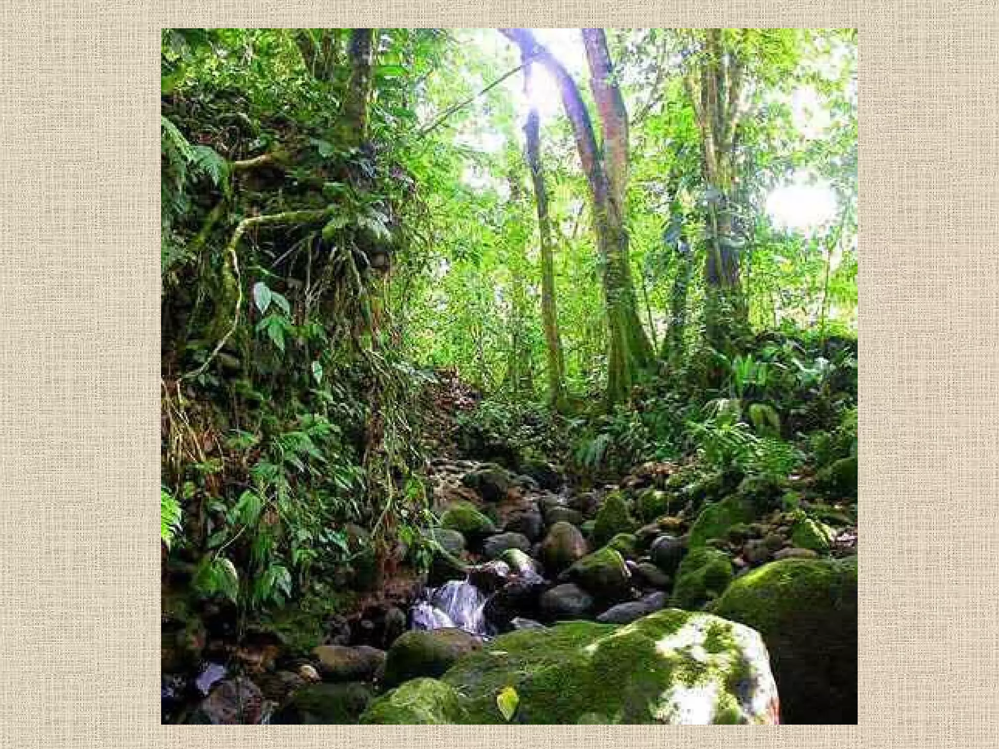 Fragile environments ecosystems starter | PPT