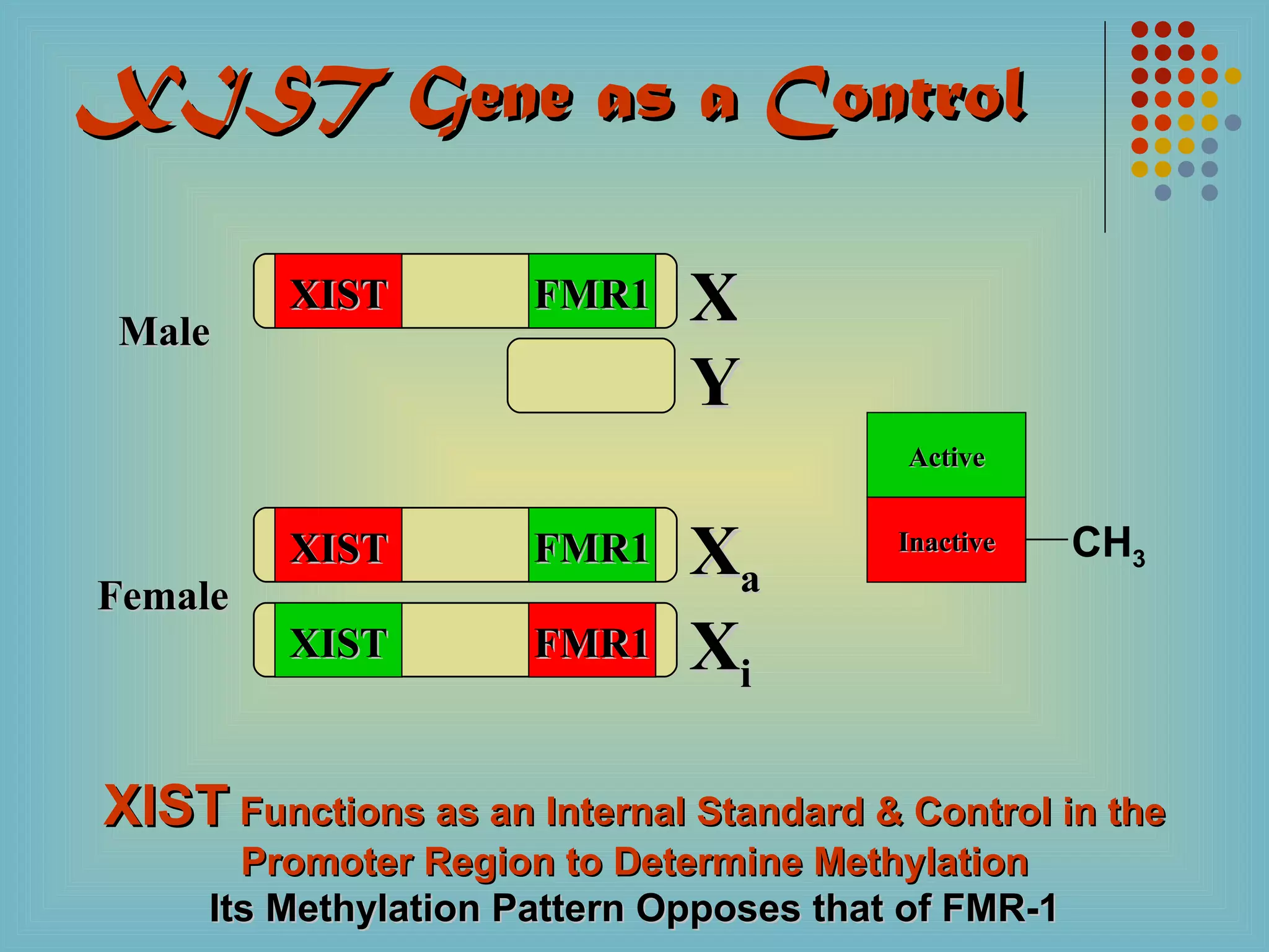 Fragile X Syndrome Mutation by Methylation Sensitive PCR | PPT
