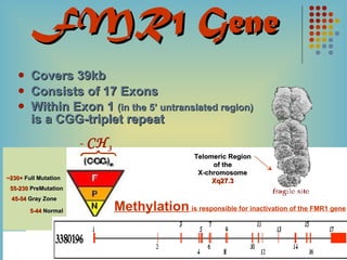 Fragile X Syndrome Mutation by Methylation Sensitive PCR | PPT ...