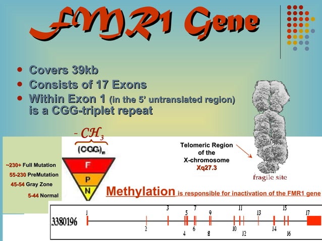 Fragile X Syndrome Mutation By Methylation Sensitive Pcr Ppt