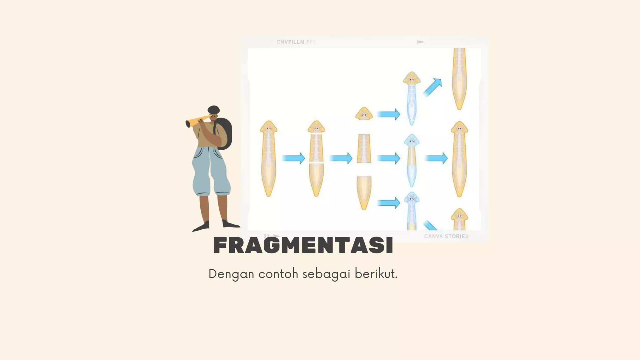 Fragmentasi Hewan - Afifah.pptx