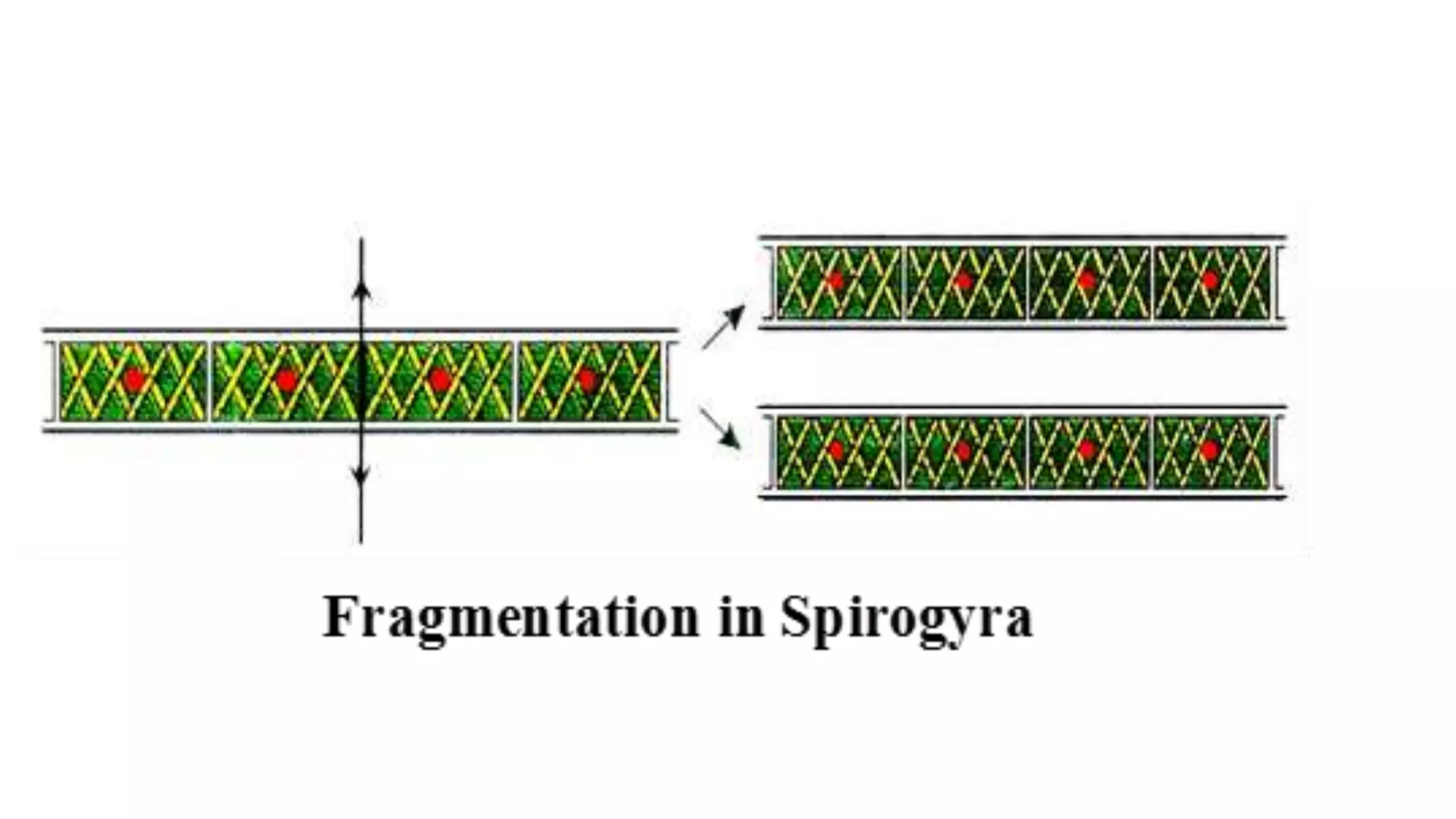 Fragmentation | PPT