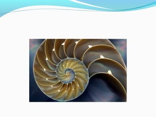 Fraktal | PPT