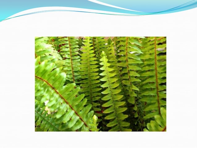 Fraktal | PPT
