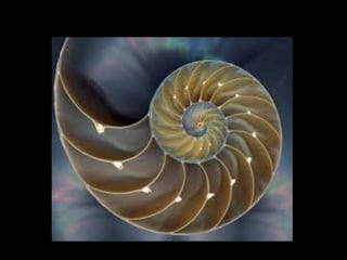 Fraktal geometri | PPTX