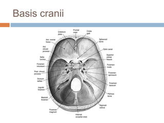 Fraktur Basis Cranii | PPTX