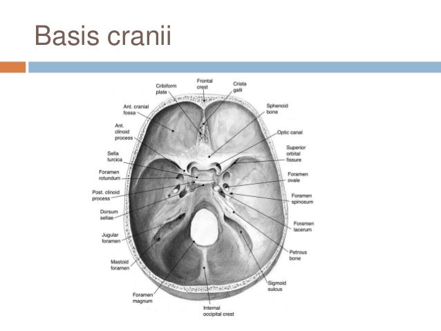 Fraktur Basis Cranii