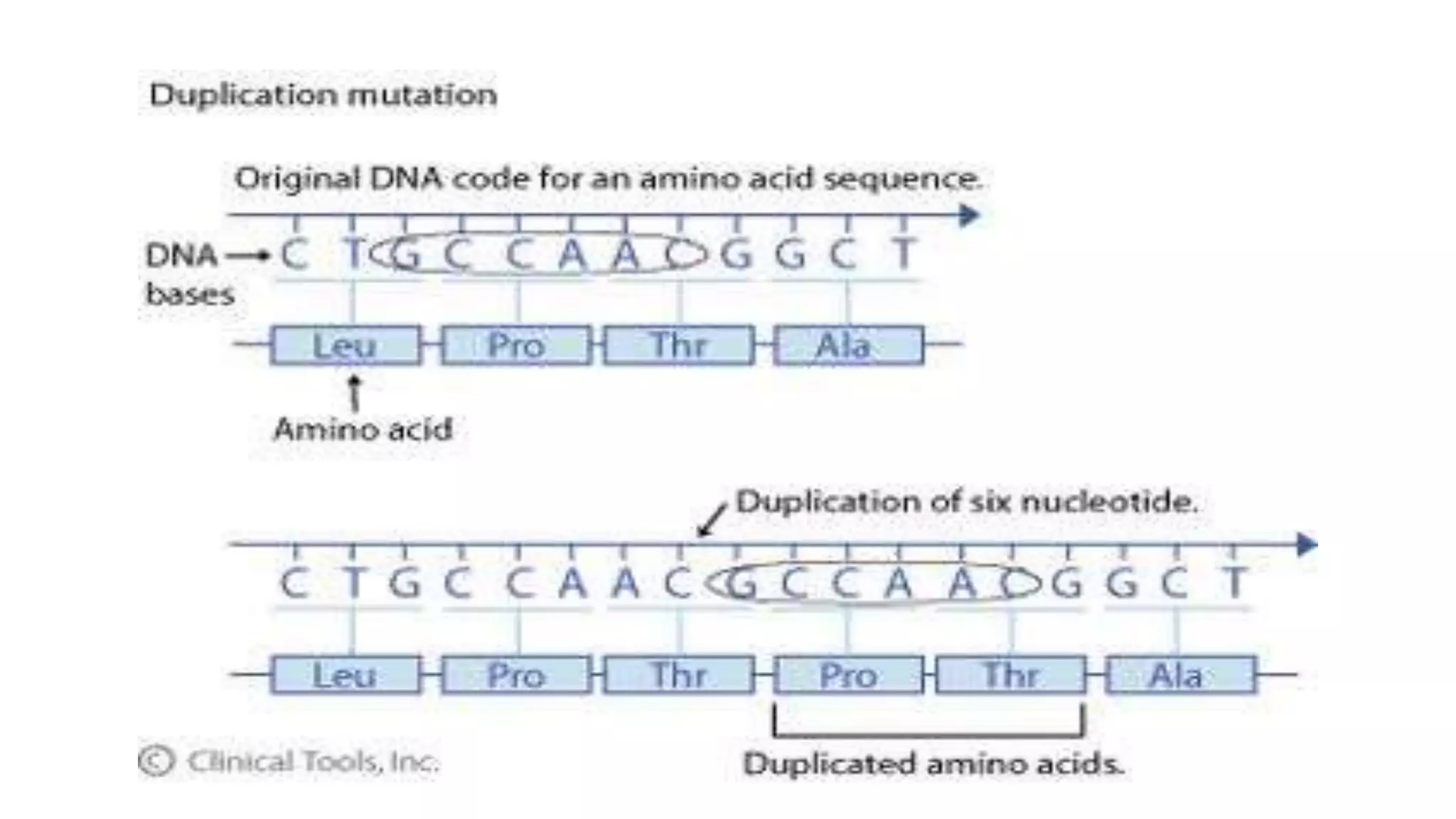 Frameshift mutagenesis.pptx