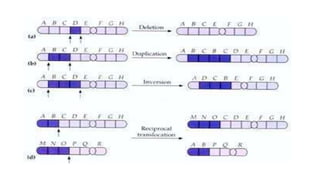 Frameshift mutagenesis.pptx