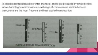 Frame Shift mutations | PPTX