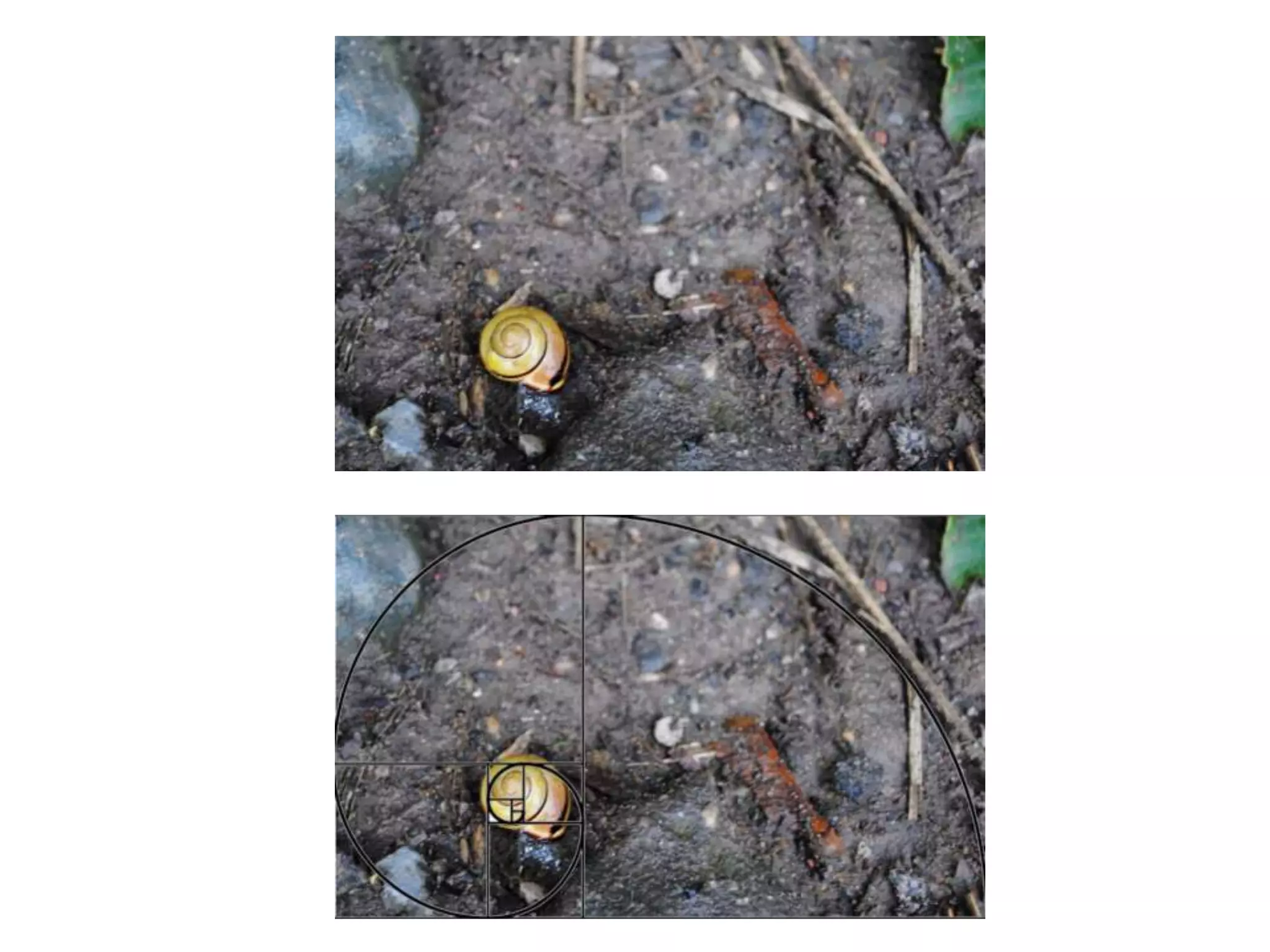 Framing and composition.pptx