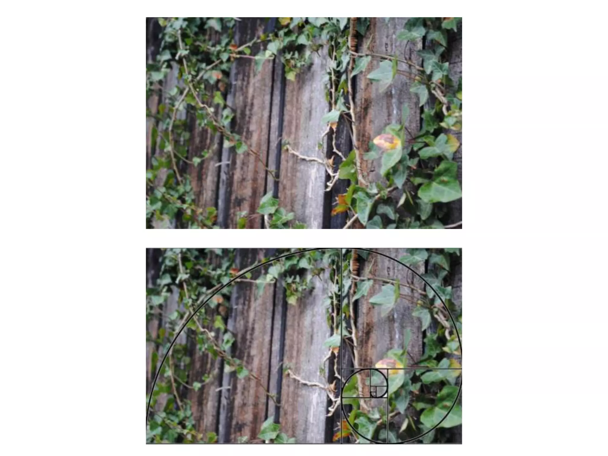 Framing and composition.pptx