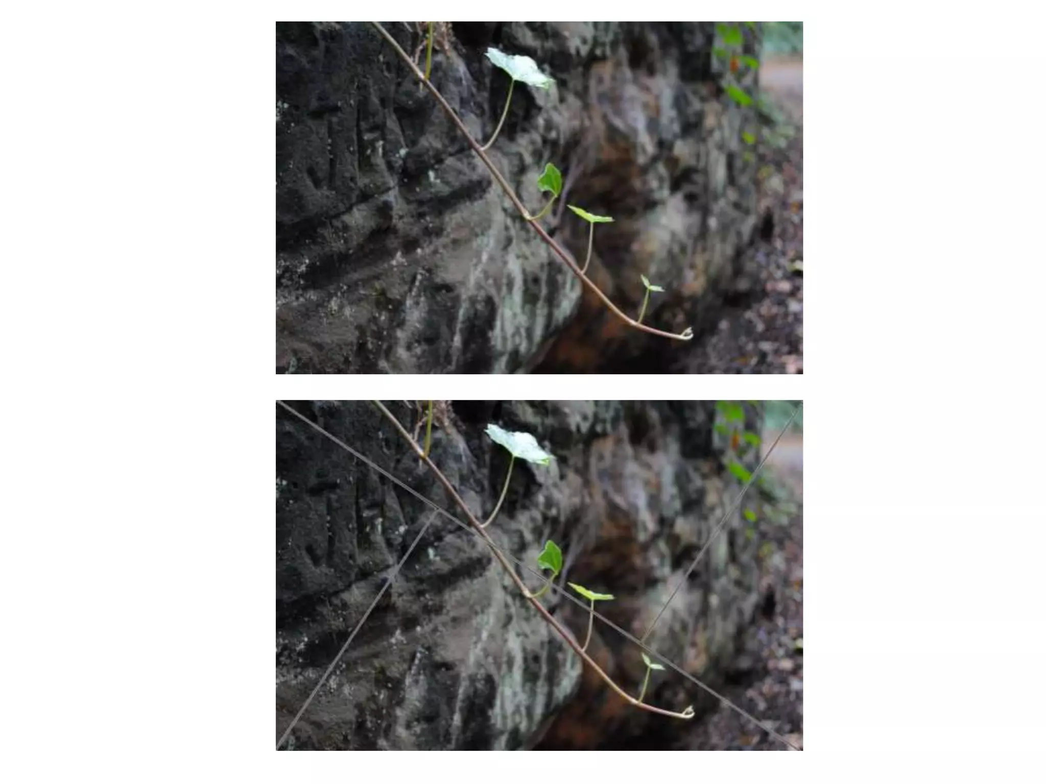 Framing and composition.pptx