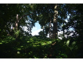 Framing and composition | PPTX