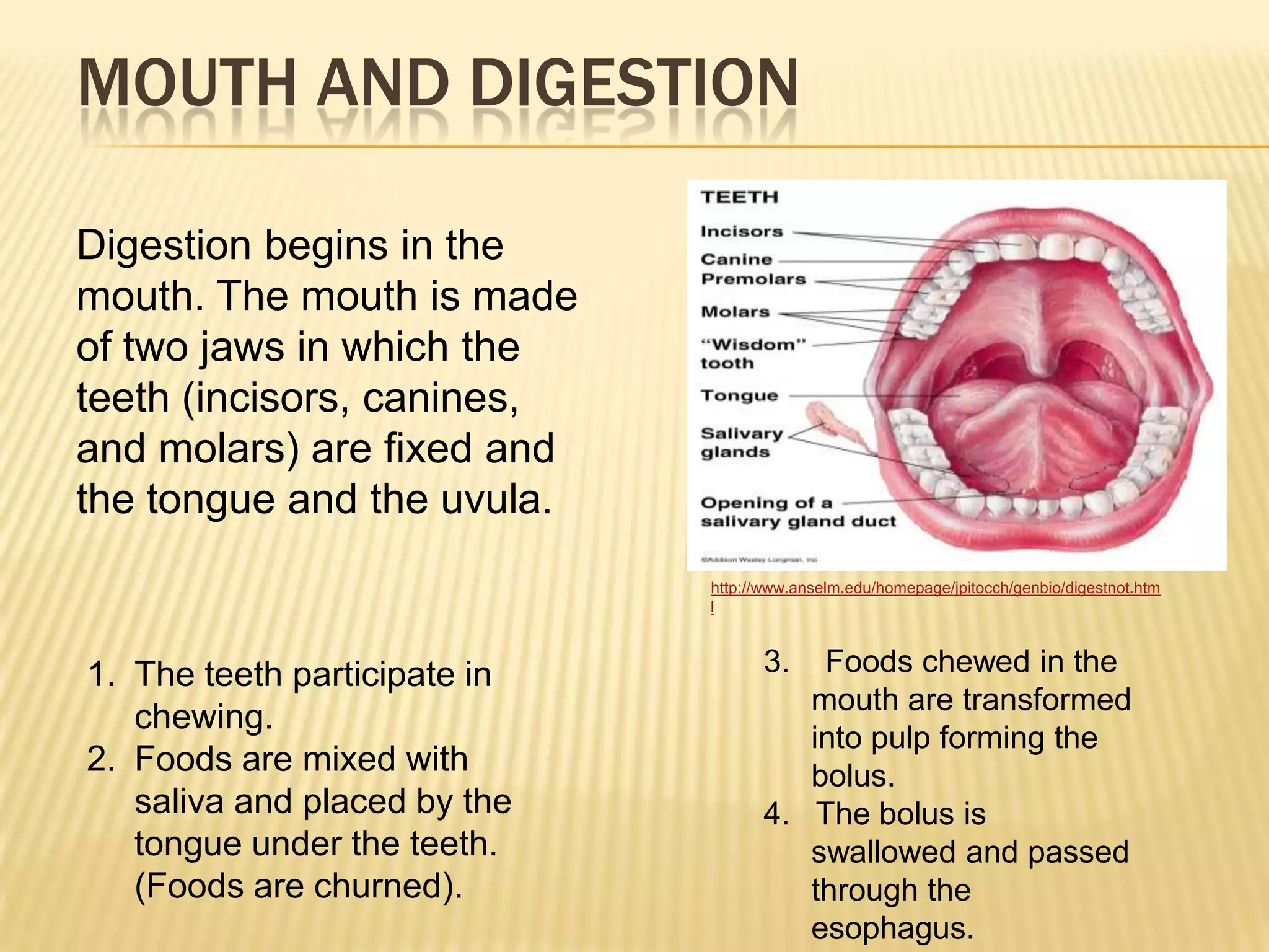 Digestive System & Digestion | PPTX