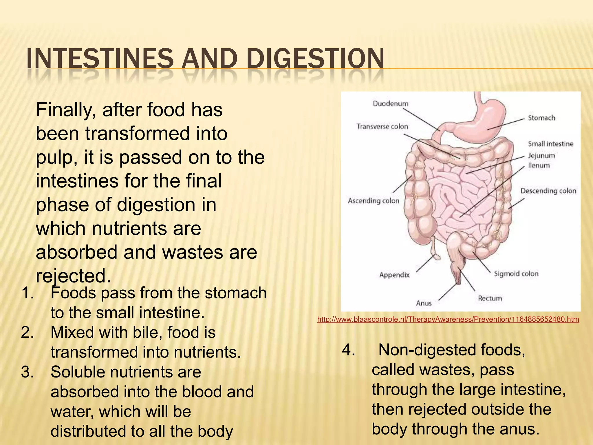 Digestive System & Digestion | PPTX