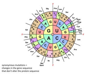 Inferring microbial gene function from evolution of synonymous codon usage biases | PPT
