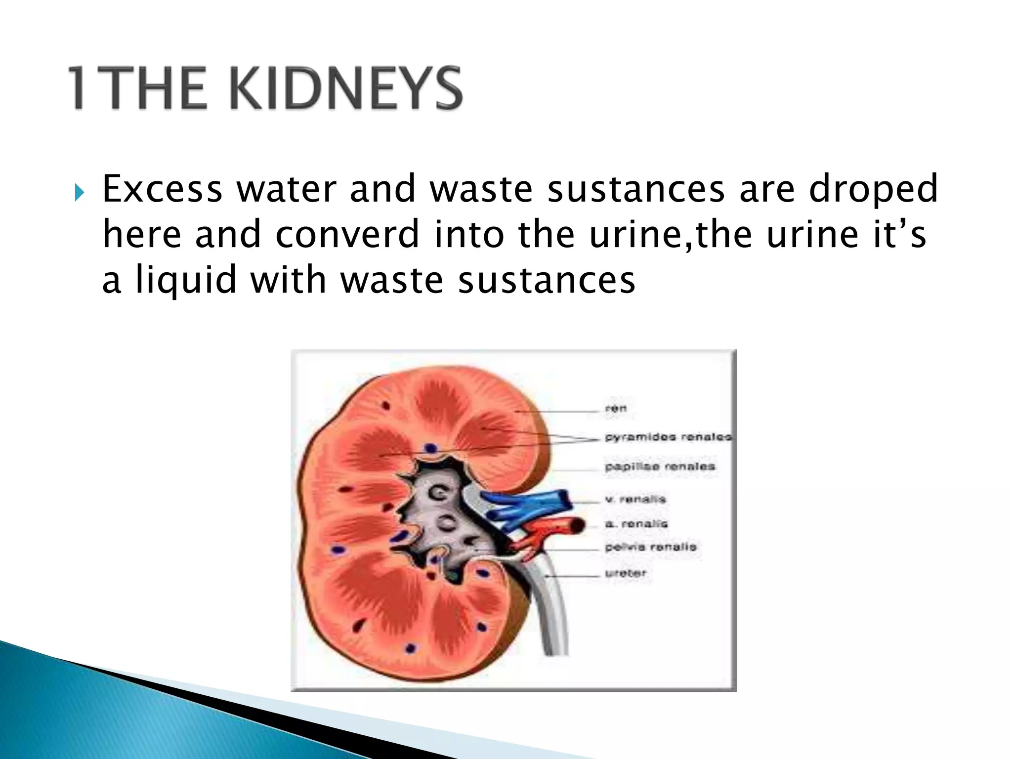 Fran 4ºb the excretory system | PPTX | Biological Sciences | Science
