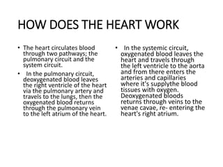 The heart, the brain and the kidney | PPT