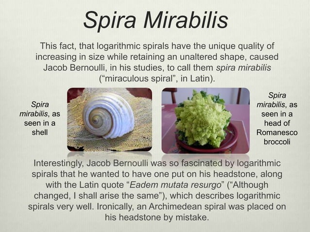 Logarithmic Spirals | PPTX | Geography | Science