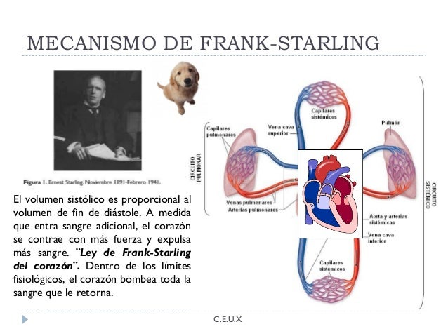 Frank starling