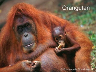 Orangutan | PPT