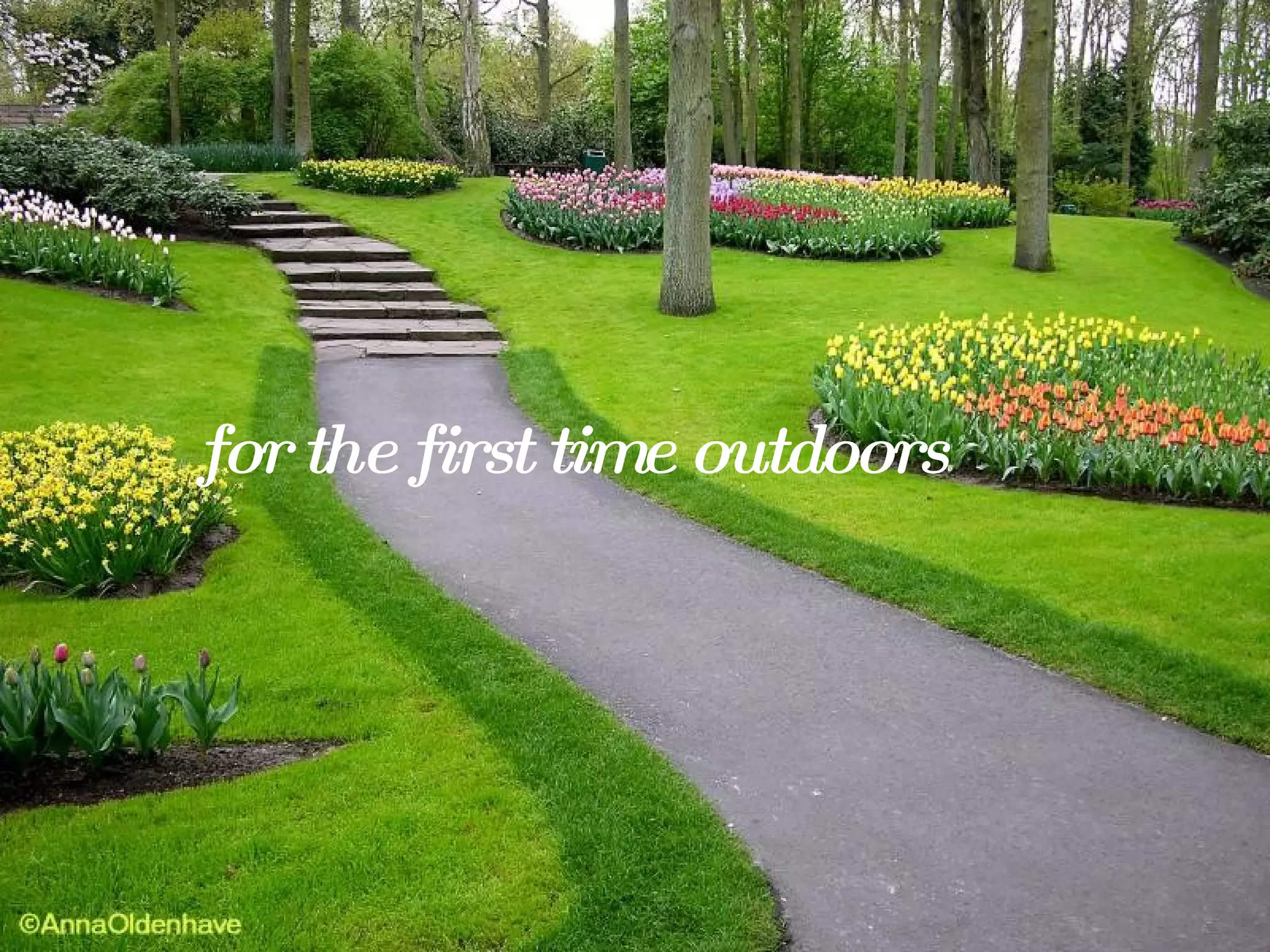 Frans Terryn A WHITE CANE | PPS