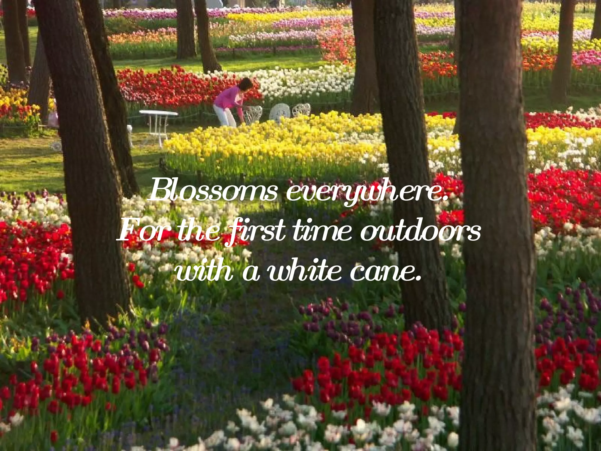 Frans Terryn A WHITE CANE | PPS